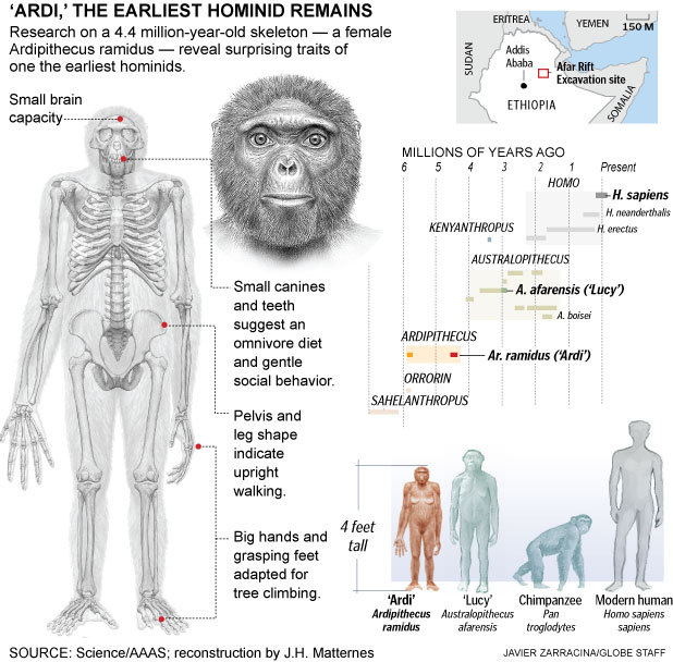 Evolution of Bipedalism